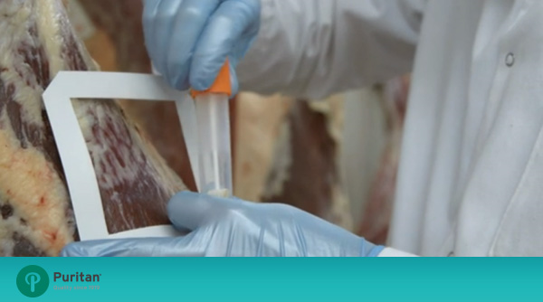 How to Test for Pathogens in Food [Guide With Images]