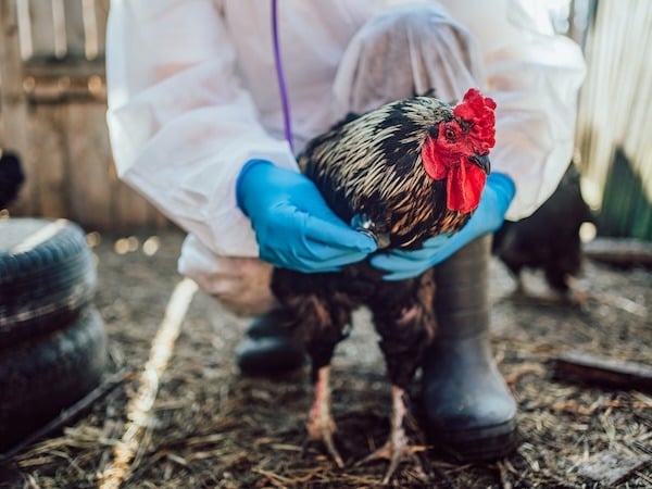 How to Prevent Bird Flu Spreading to Humans