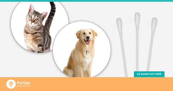 Why Should Pets get a DNA Test?